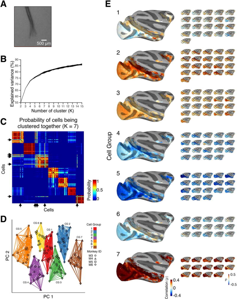 Functional subpopulations of neurons in a macaque face patch revealed by single-unit fMRI ...