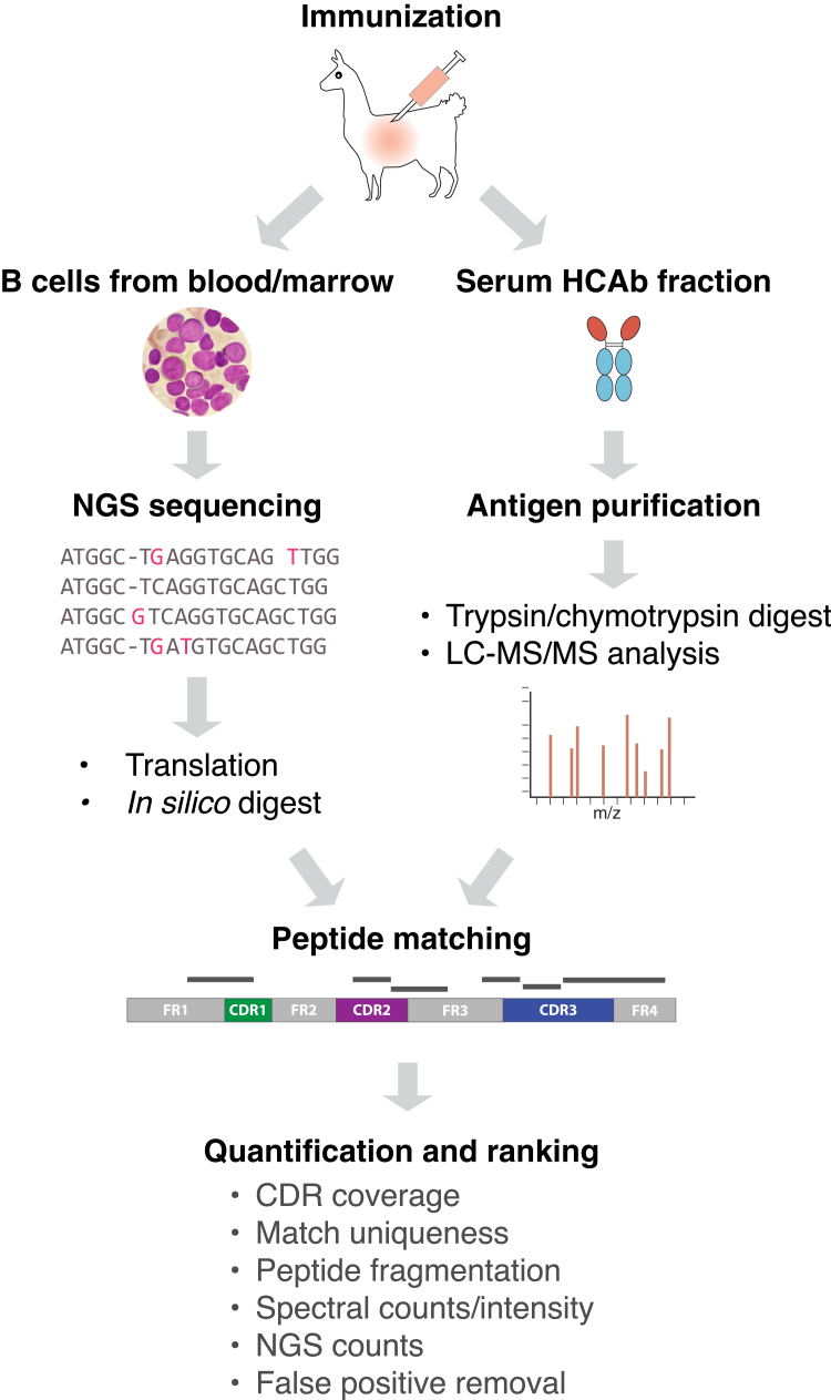 Nanobodies: From High-Throughput Identification to Therapeutic Development - PMC