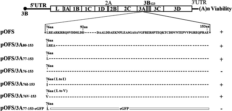 Identification of the largest non-essential regions of the C-terminal ...