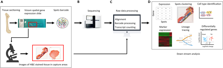 Protocol for preparing formalin-fixed paraffin-embedded musculoskeletal ...