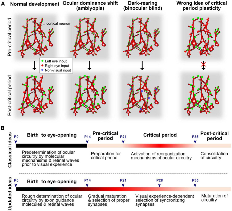 Development of ocular dominance columns across rodents and other species: revisiting the concept ...
