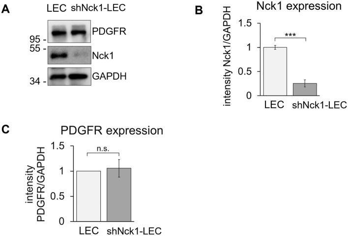 Essential function of adaptor protein Nck1 in platelet-derived growth factor receptor signaling ...