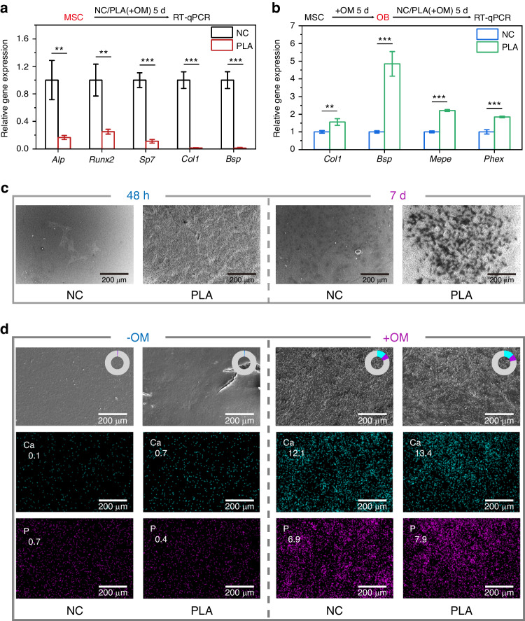 Transcriptomic and cellular decoding of scaffolds-induced suture ...