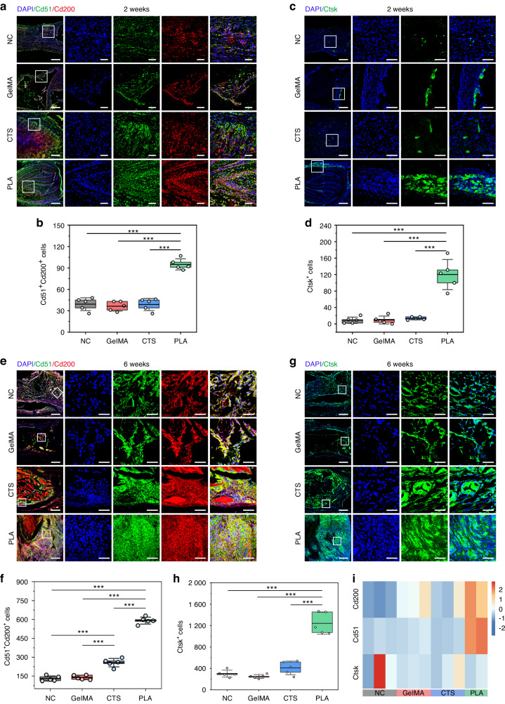 Transcriptomic and cellular decoding of scaffolds-induced suture ...