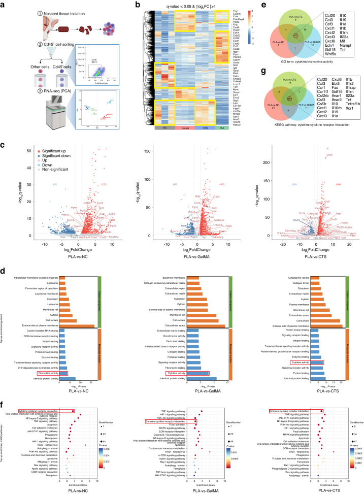 Transcriptomic and cellular decoding of scaffolds-induced suture ...
