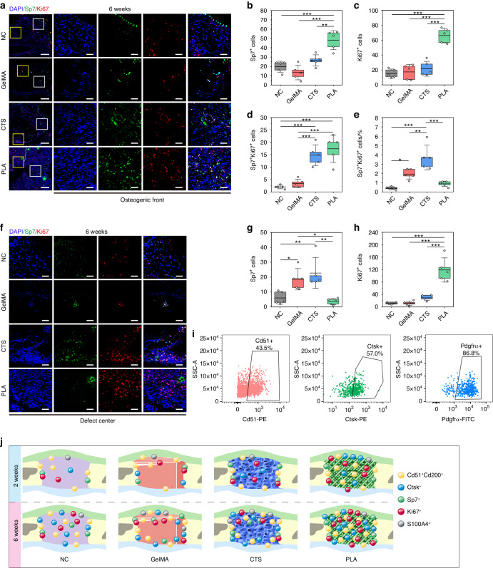 Transcriptomic and cellular decoding of scaffolds-induced suture ...