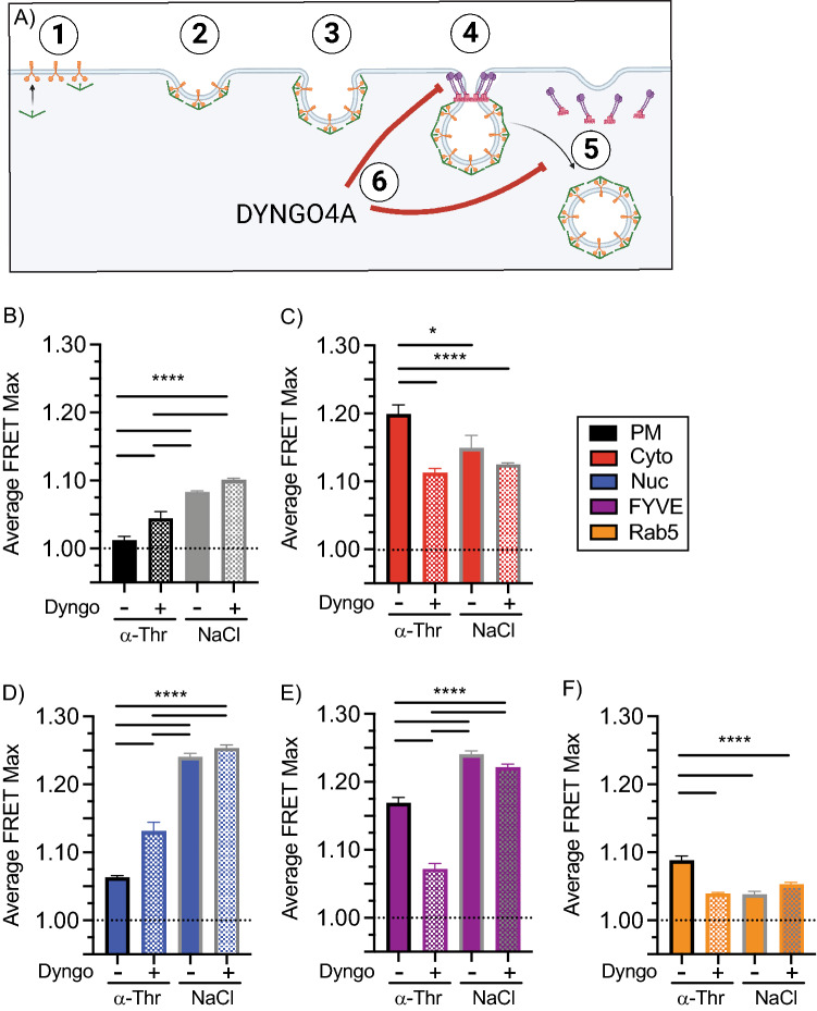 Fluorescence Resonance Energy Transfer Fret Spatiotemporal Mapping Of Atypical P38 Reveals An