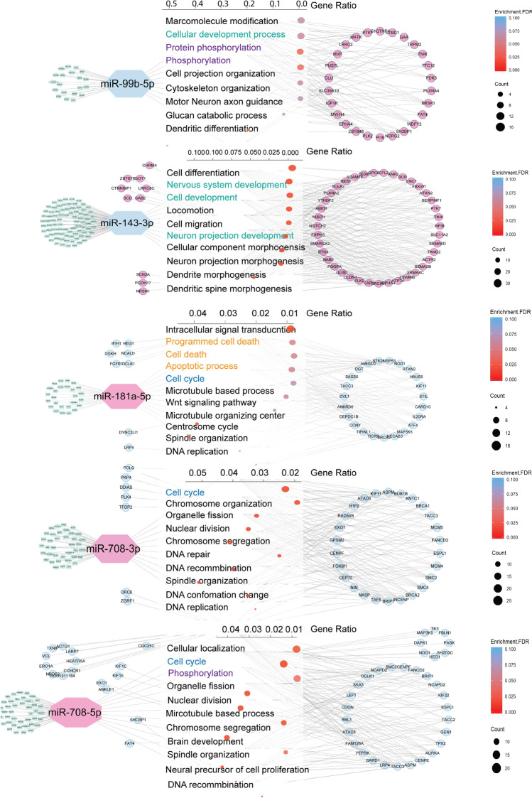 The Transcription Factor, α1ACT, Acts Through a MicroRNA Network to Regulate Neurogenesis and ...