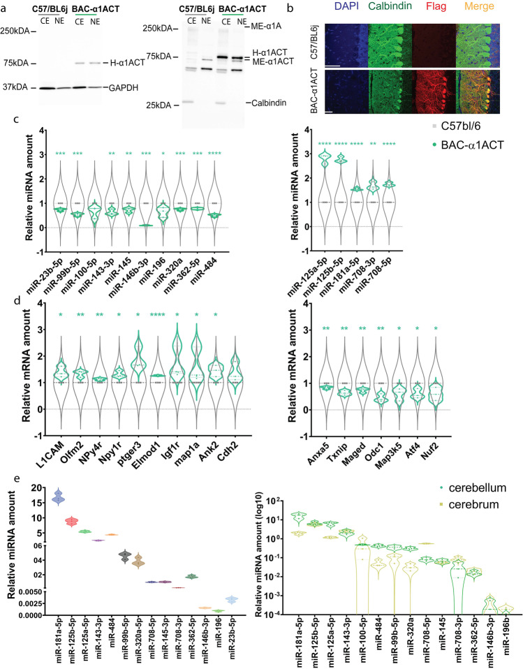 The Transcription Factor, α1ACT, Acts Through a MicroRNA Network to Regulate Neurogenesis and ...