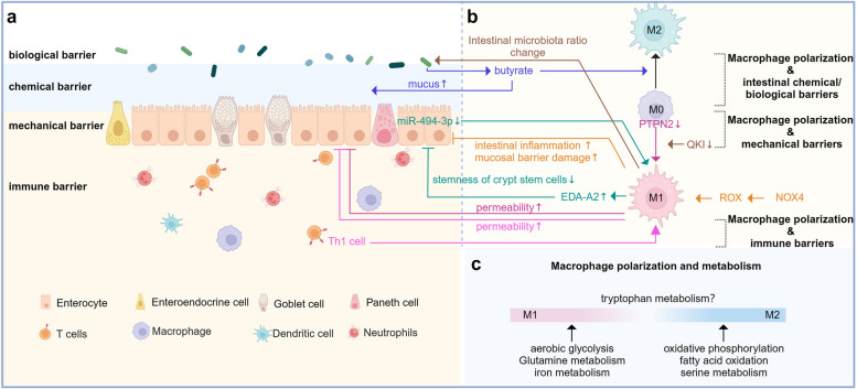 Macrophage polarization in inflammatory bowel disease - PMC