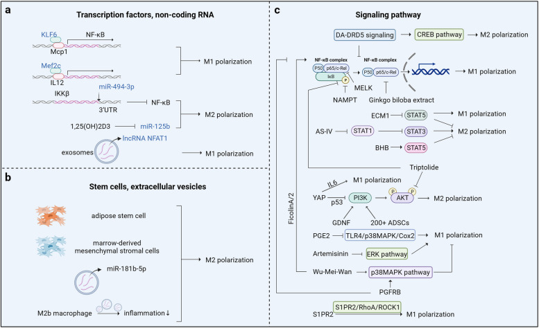 Macrophage polarization in inflammatory bowel disease - PMC