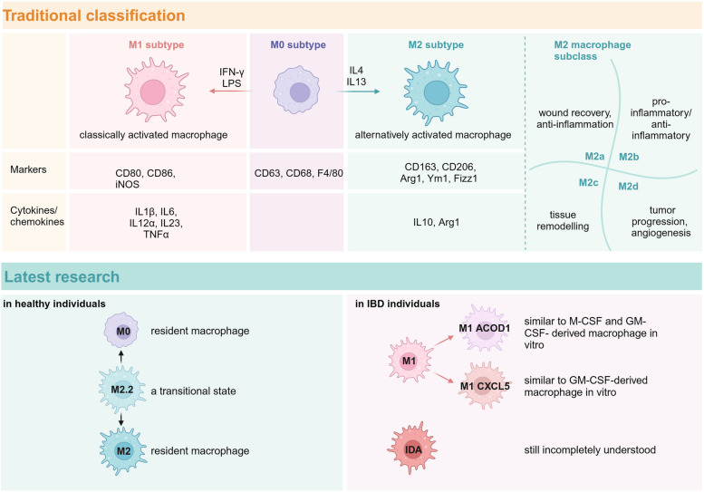 Macrophage polarization in inflammatory bowel disease - PMC