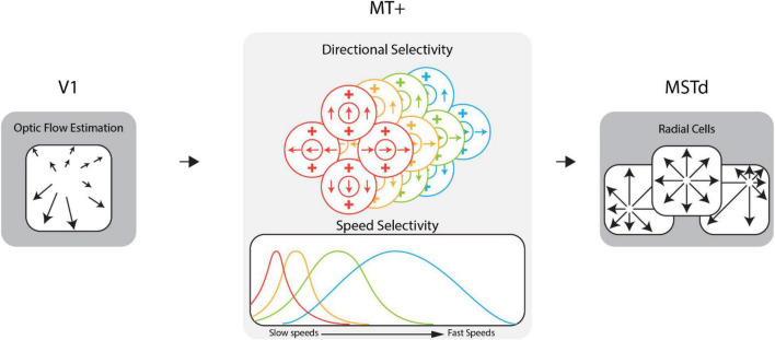A Dynamic Efficient Sensory Encoding Approach to Adaptive Tuning in Neural Models of Optic Flow ...