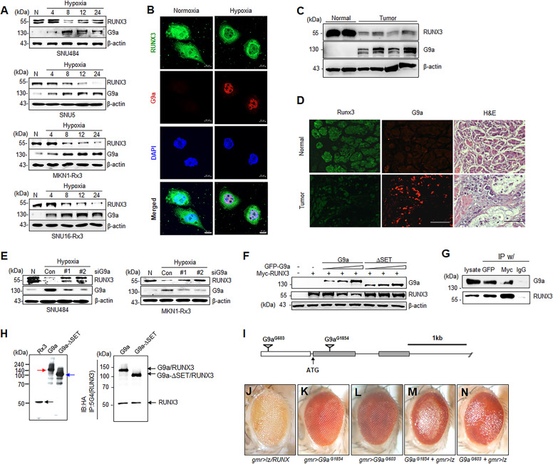 Runx3 Methylation Drives Hypoxia Induced Cell Proliferation And Antiapoptosis In Early