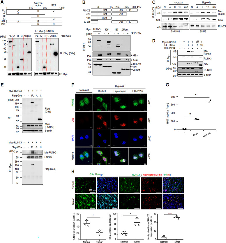 RUNX3 methylation drives hypoxia-induced cell proliferation and antiapoptosis in early ...