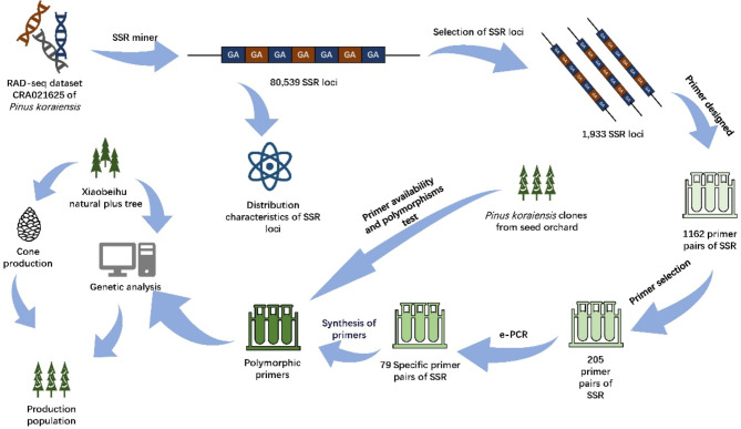 RAD-Seq-derived SSR markers: a new paradigm for genetic analysis and construction of genetically ...