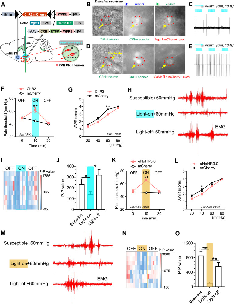 Glutamatergic and GABAergic anteroventral BNST projections to PVN CRH neurons regulate maternal ...