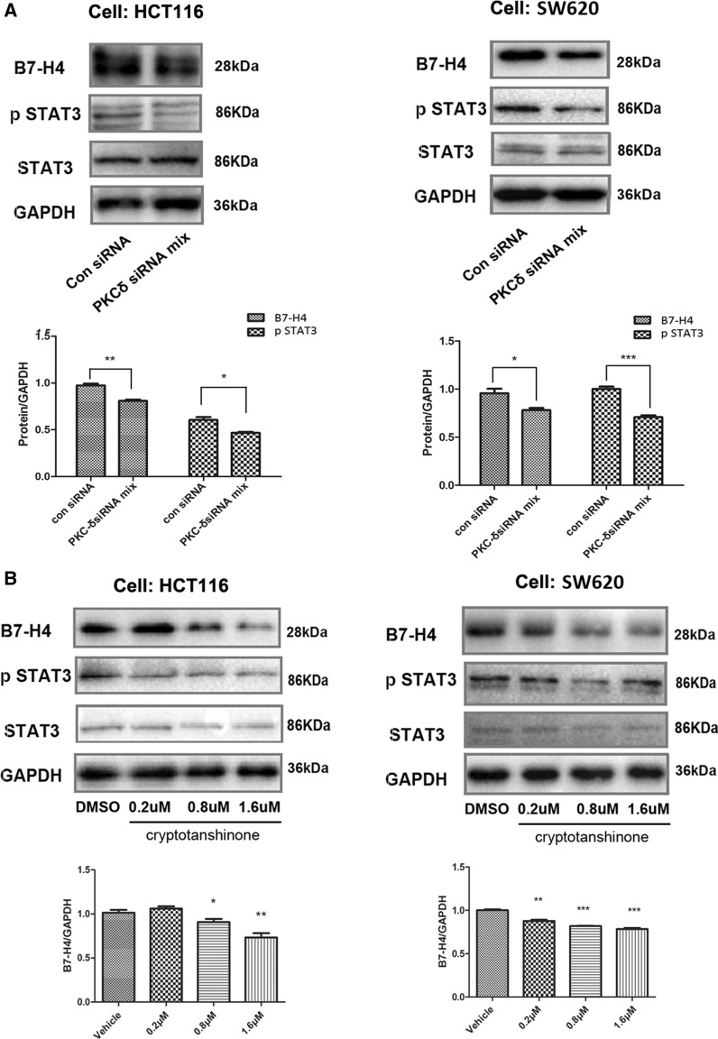 B7-H4 expression is upregulated by PKCδ activation and contributes to ...