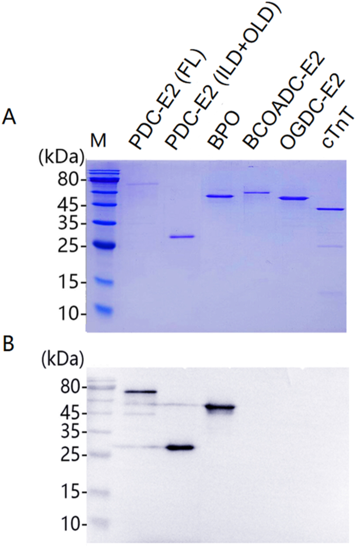 Development of a standardized monoclonal antibody to the inner lipoyl ...