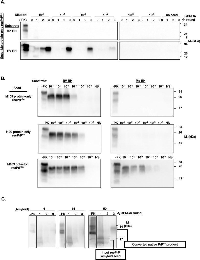 Full restoration of specific infectivity and strain properties from ...