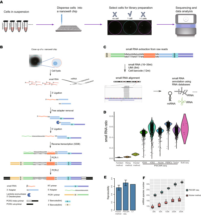 Small RNA transcriptome analysis using parallel single-cell small RNA sequencing - PMC