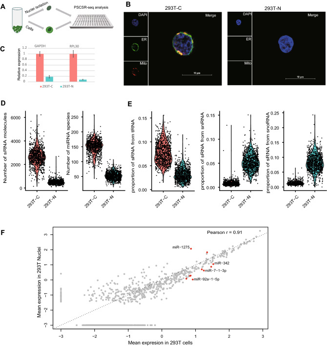 Small RNA transcriptome analysis using parallel single-cell small RNA sequencing - PMC