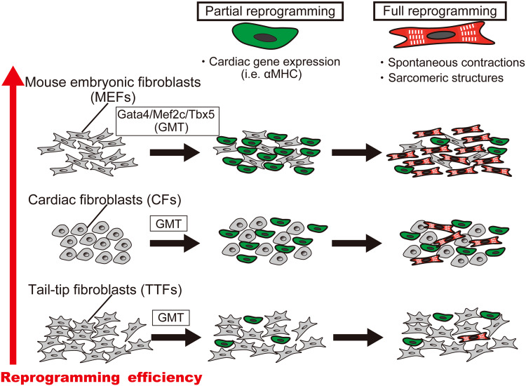 Discovery and progress of direct cardiac reprogramming - PMC