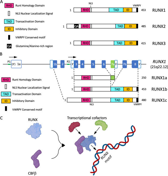 RUN(X) out of blood: emerging RUNX1 functions beyond hematopoiesis and links to Down syndrome - PMC