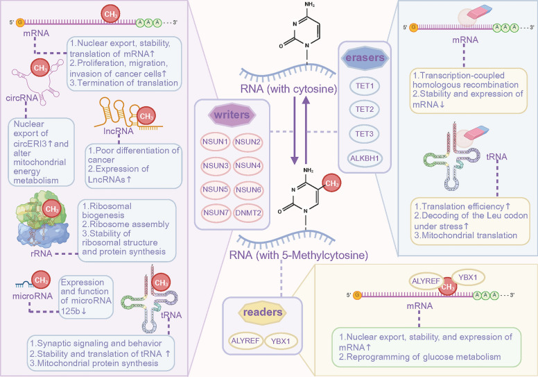 m5C RNA methylation in cancer: from biological mechanism to clinical perspectives - PMC