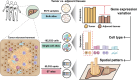 HCCDB v2.0: Decompose Expression Variations by Single-cell RNA-seq and Spatial Transcriptomics ...