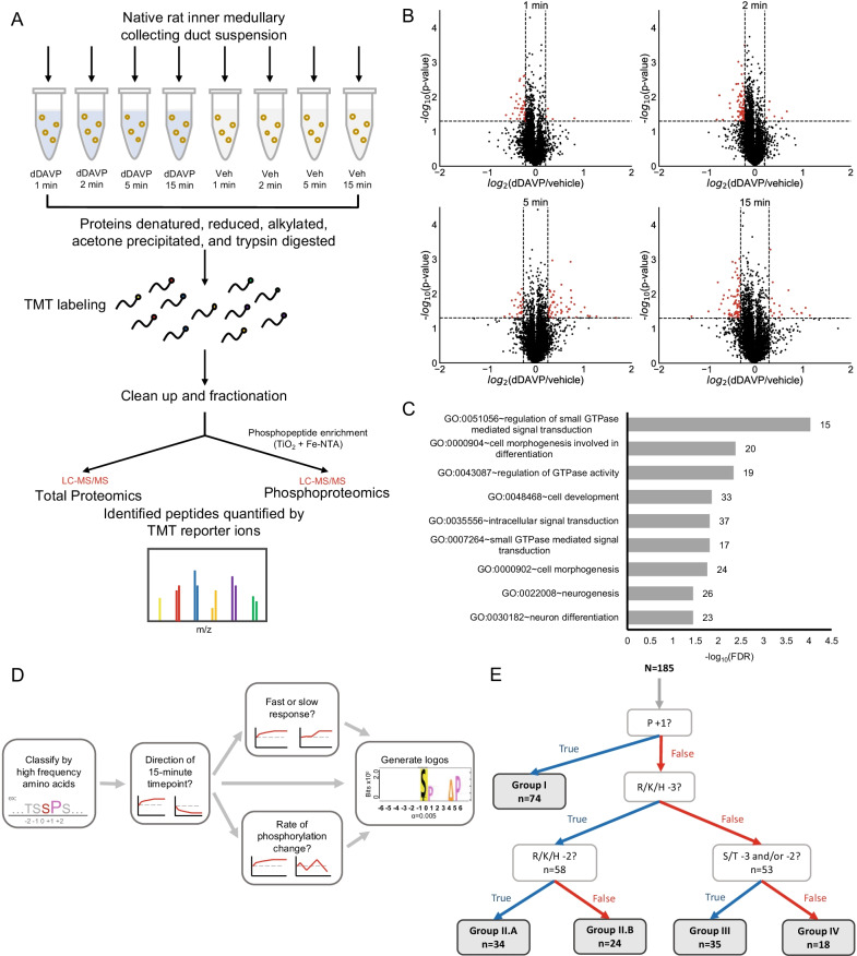Bayesian analysis of dynamic phosphoproteomic data identifies protein kinases mediating GPCR ...