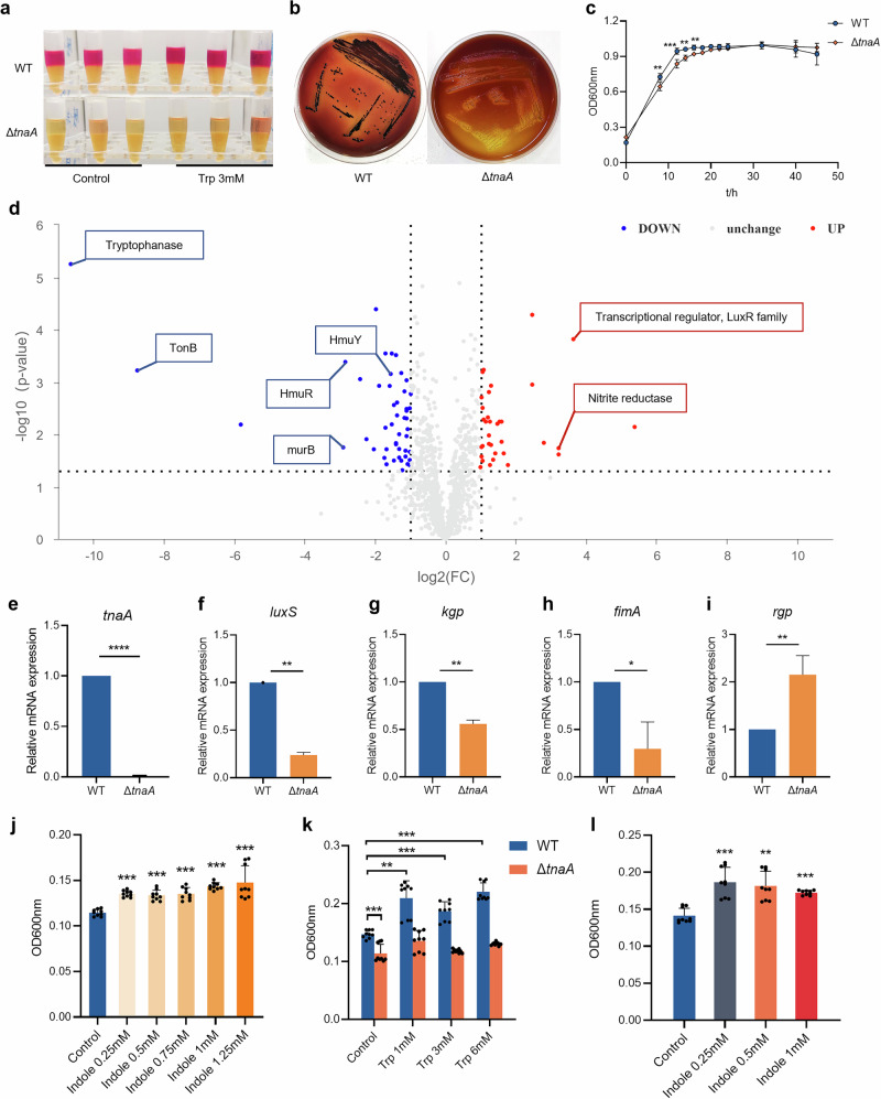Regulation of tryptophan-indole metabolic pathway in Porphyromonas ...