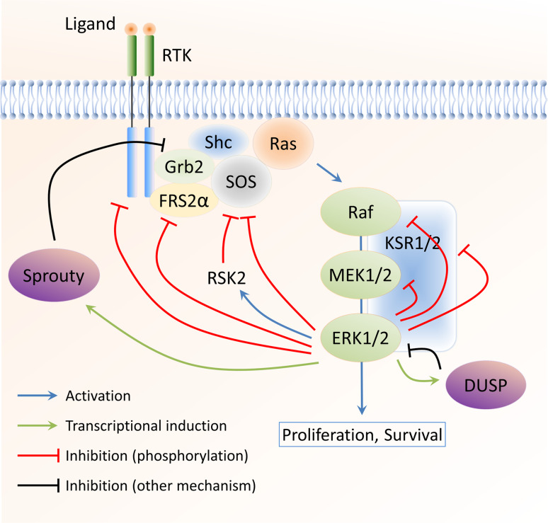 Negative feedback regulation of the ERK1/2 MAPK pathway - PMC