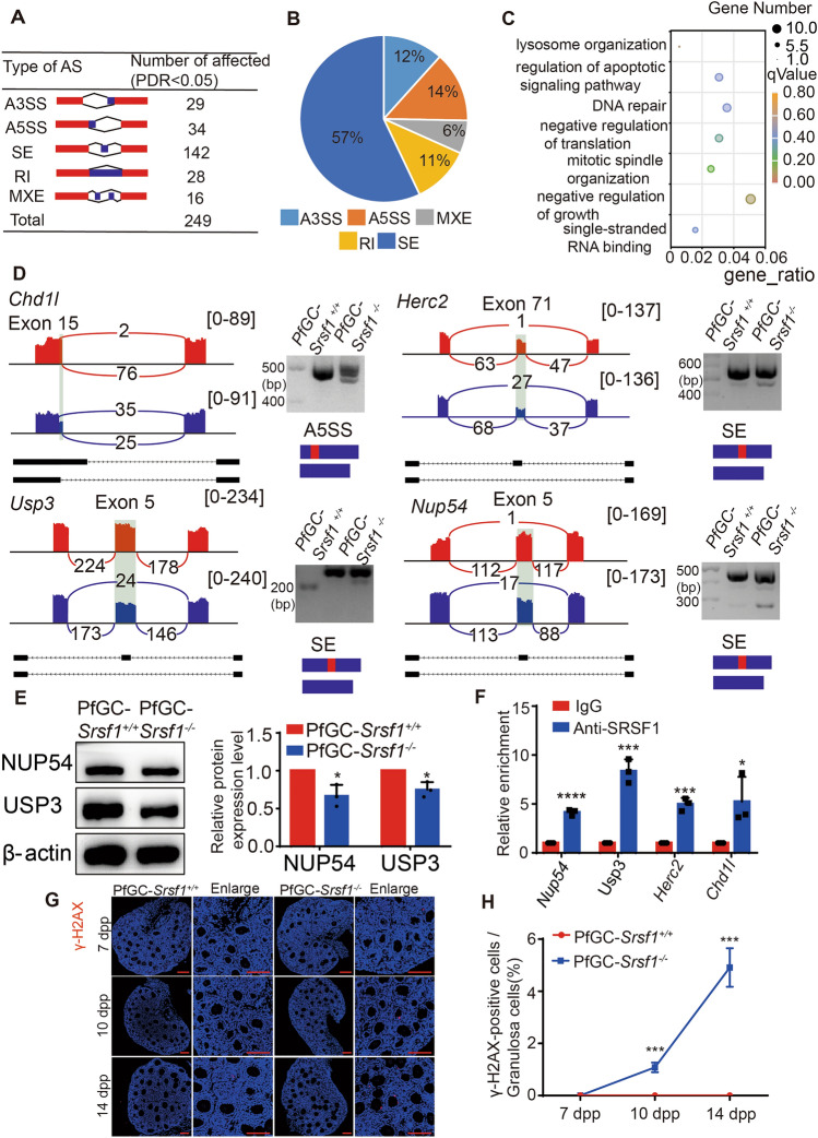 SRSF1 is essential for primary follicle development by regulating granulosa cell survival via ...