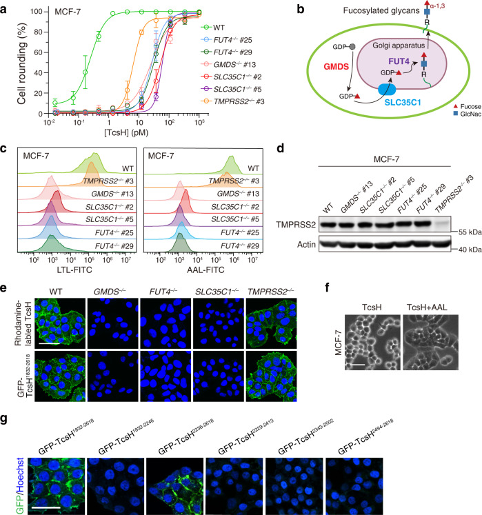 Paeniclostridium sordellii hemorrhagic toxin targets TMPRSS2 to induce colonic epithelial ...