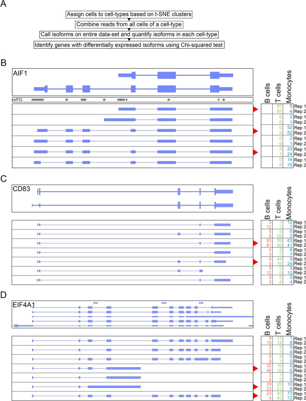 Single-cell isoform analysis in human immune cells - PMC