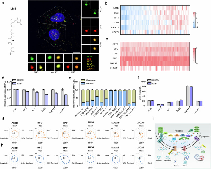 Multichrome encoding-based multiplexed, spatially resolved imaging reveals single-cell RNA ...