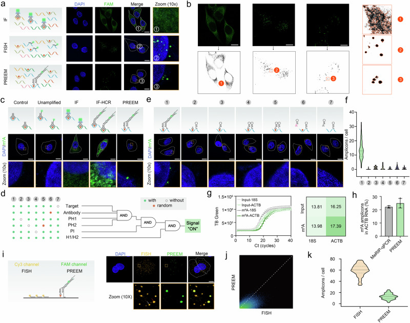Multichrome encoding-based multiplexed, spatially resolved imaging reveals single-cell RNA ...