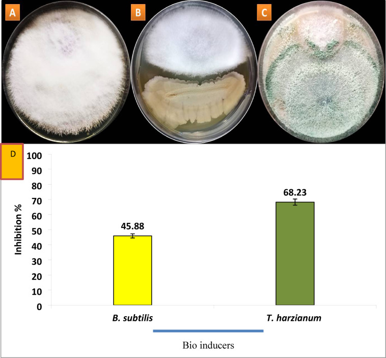 Investigating the activity of Bacillus subtilis and Trichoderma harzianum to mitigate Fusarium ...