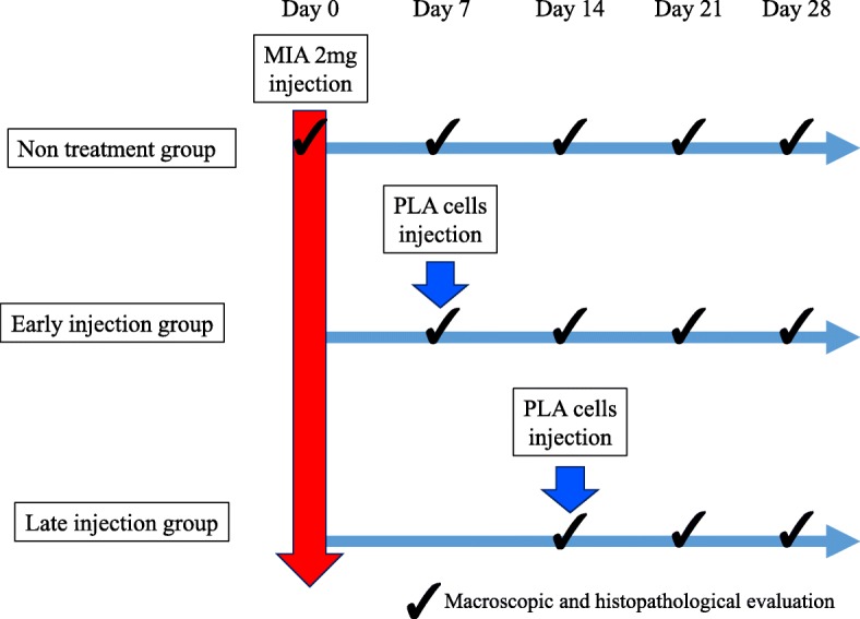 Intraarticular injection of processed lipoaspirate cells has anti ...