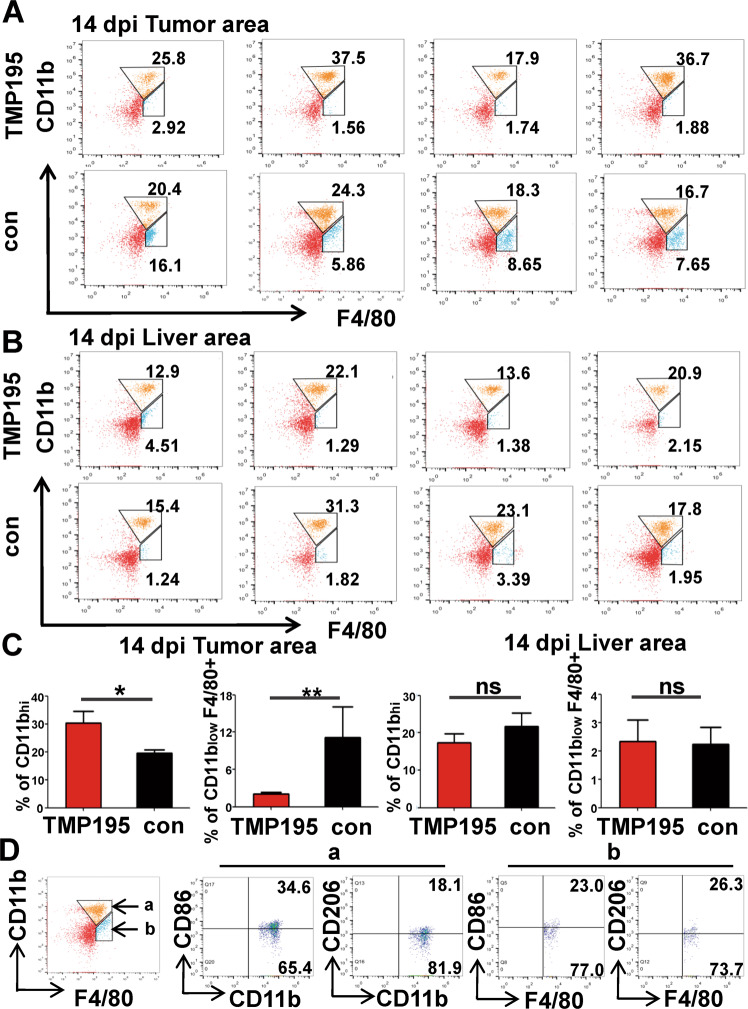 Dynamic differentiation of F4/80+ tumor-associated macrophage and its role in tumor ...