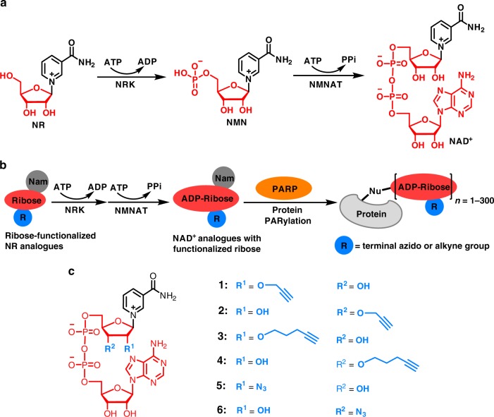 A ribose-functionalized NAD+ with unexpected high activity and selectivity for protein poly-ADP ...