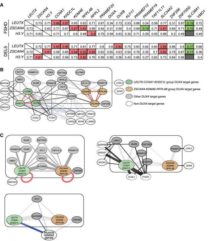 Single-cell spatial transcriptomics reveals a dystrophic trajectory ...