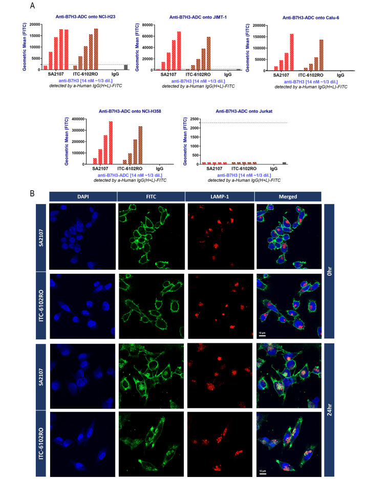 ITC-6102RO, a novel B7-H3 antibody-drug conjugate, exhibits potent ...