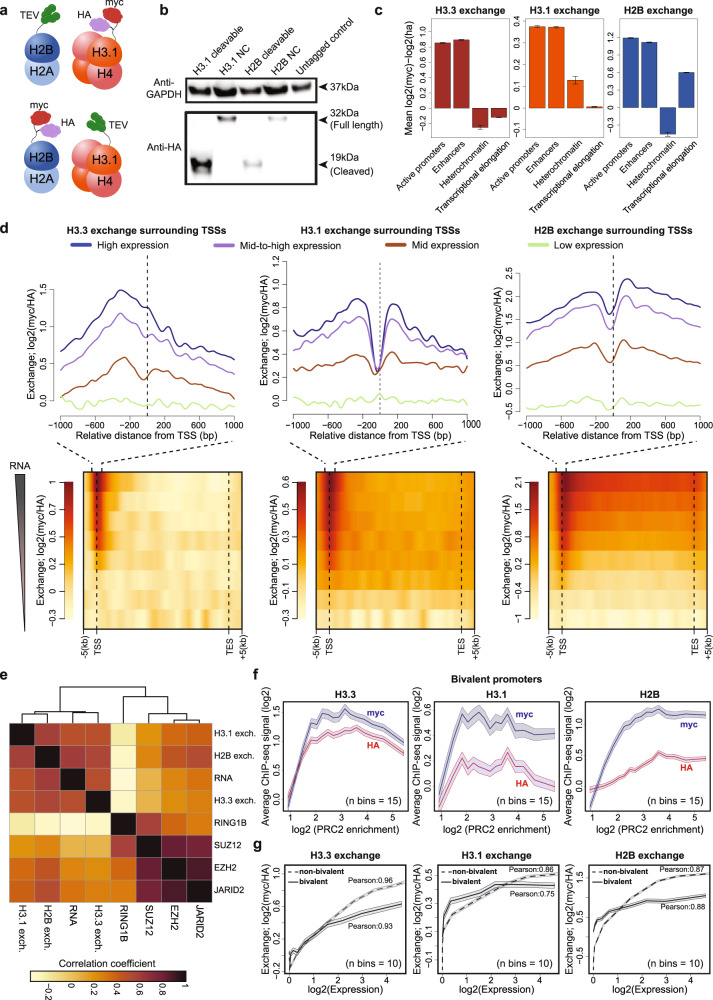 Histone exchange sensors reveal variant specific dynamics in mouse ...