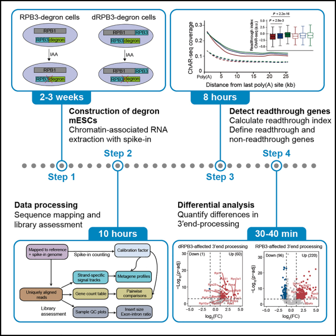 Protocol for quantitative analysis of RNA 3′-end processing induced by ...