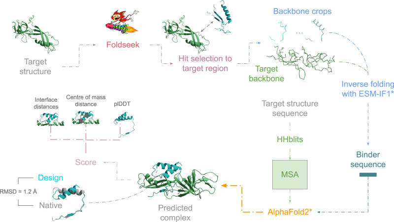 Peptide binder design with inverse folding and protein structure prediction - PMC