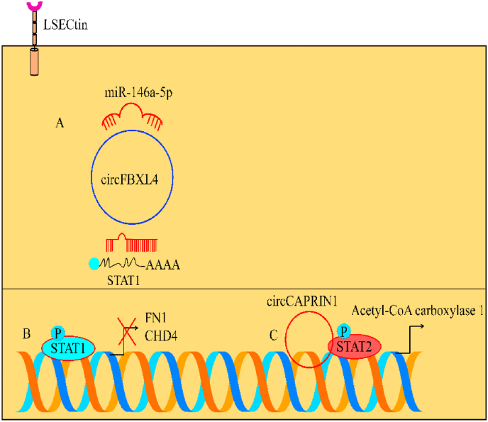 Interplay between JAK/STAT pathway and non-coding RNAs in different cancers - PMC