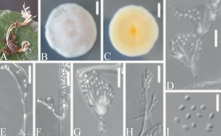 ﻿Two new species of Samsoniella (Cordycipitaceae, Hypocreales) from the Mayao River Valley ...
