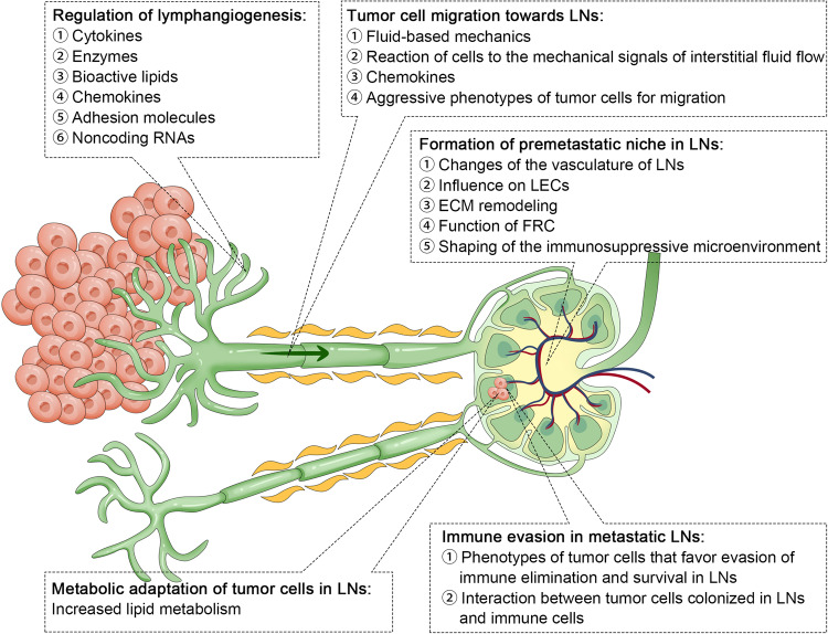Lymph node metastasis in cancer progression: molecular mechanisms ...